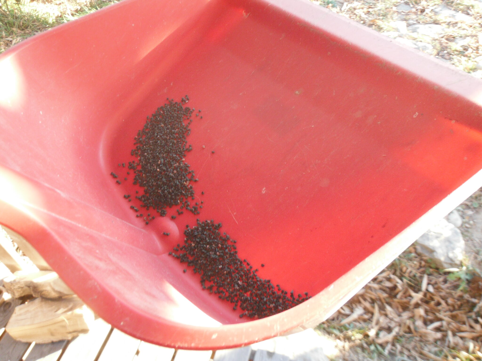 モロヘイヤの種を自家採種した時の様子。 | 自給自足の小さな暮らしーろん農園ー